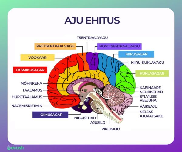 AJU - inimese aju ehitus ja vitamiinid ajutöö toetuseks - Ecosh